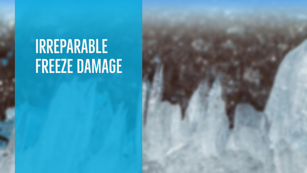 Irreparable Freeze Damage