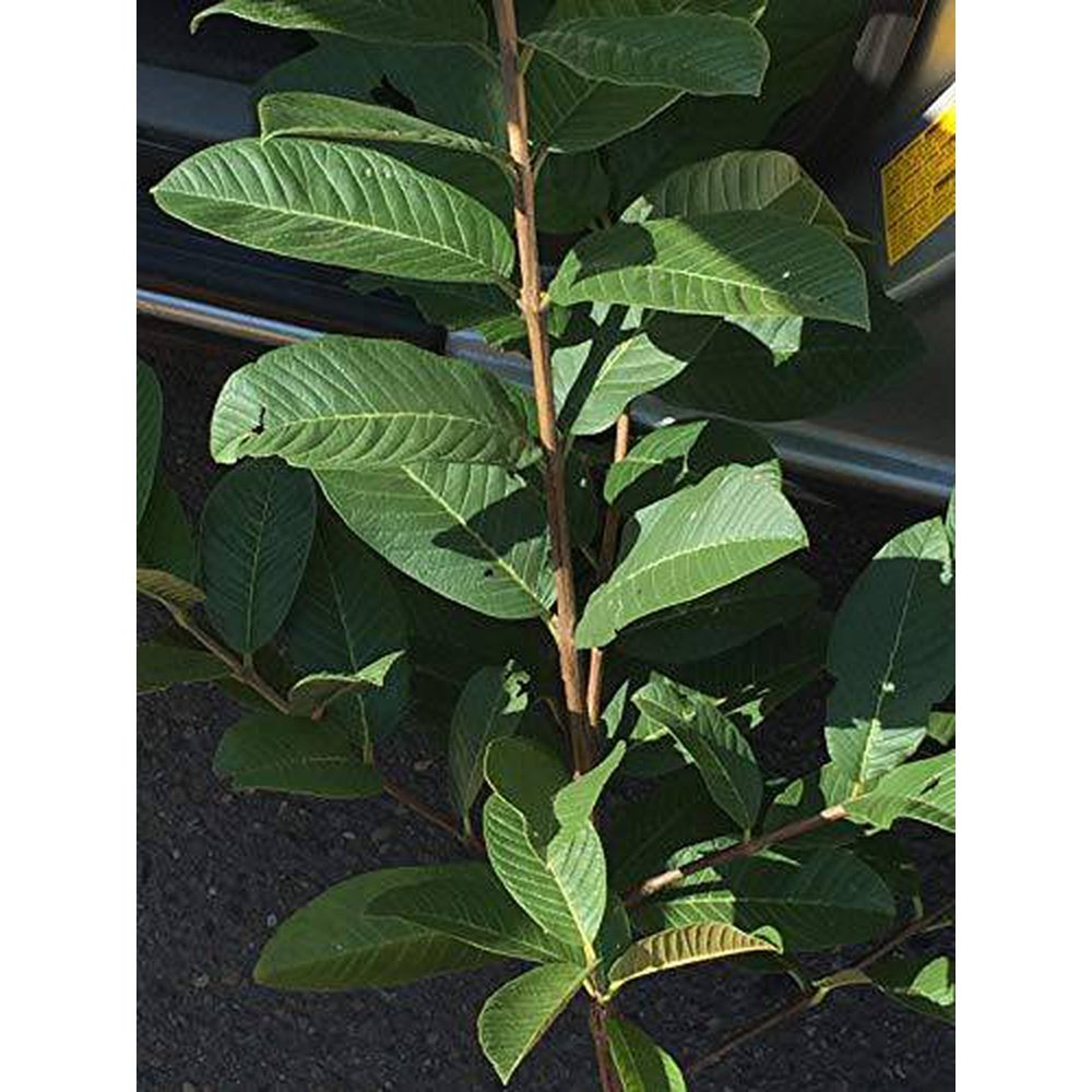 Pink Guava Tree - Live Tree in a 1 Gallon Pot - 1-2 Feet Tall - Psidiu