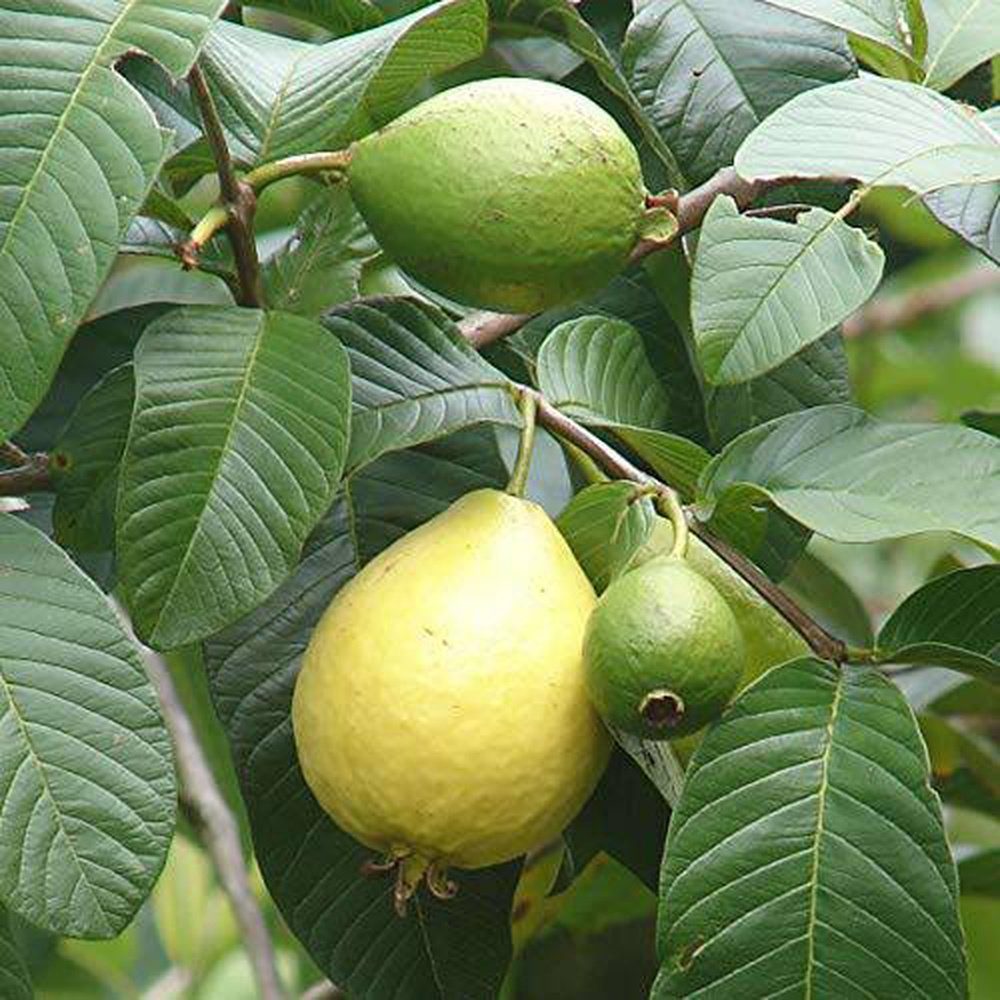 Pink Guava Tree - Live Tree in a 1 Gallon Pot - 1-2 Feet Tall - Psidiu